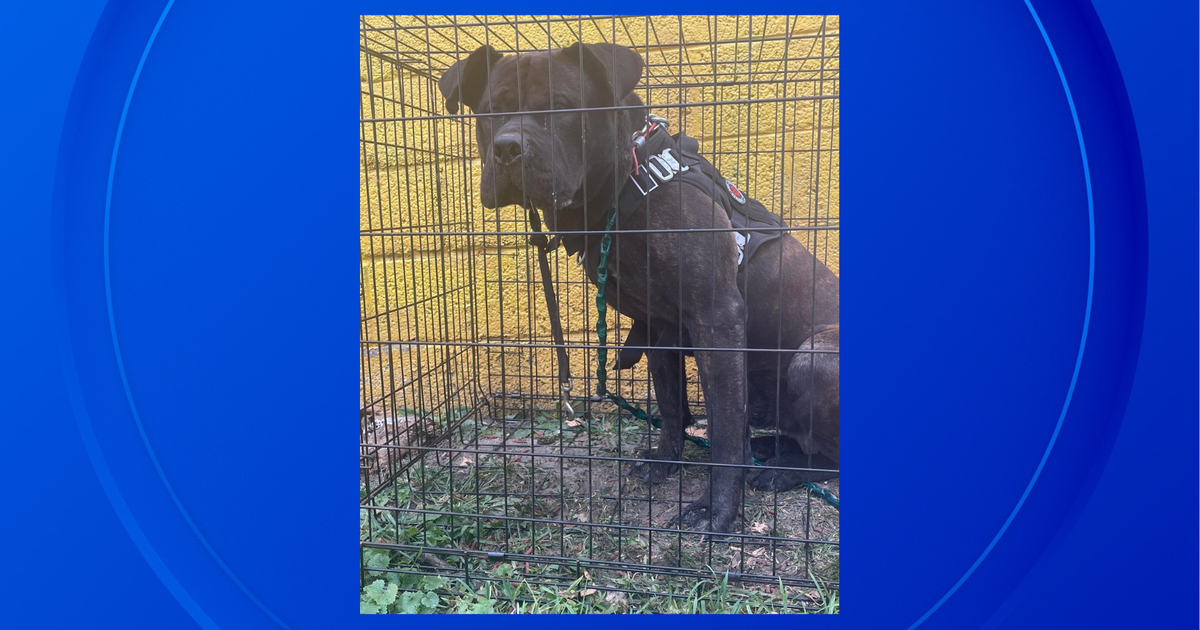 Detroit Dog Rescue seeks owner after dog found with army patches - CBS ...