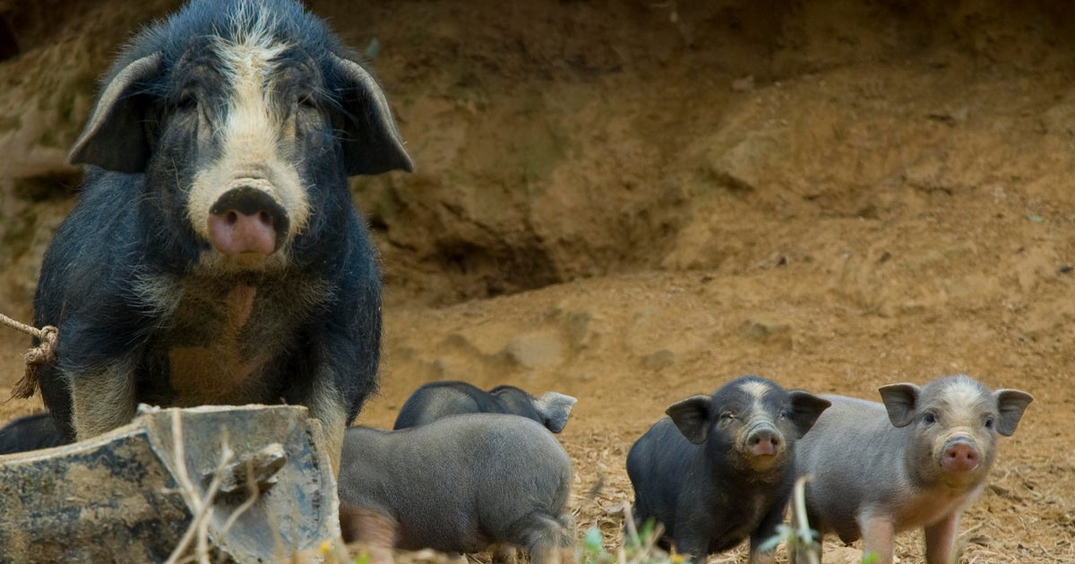 Delaware warns of 'significant increase' of stray pigs - CBS Philadelphia