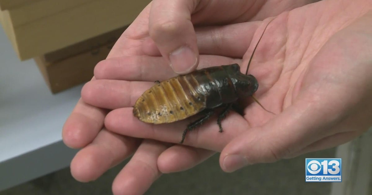 Bug Bowl: UC Davis takes first place in annual Entomology Games - CBS ...