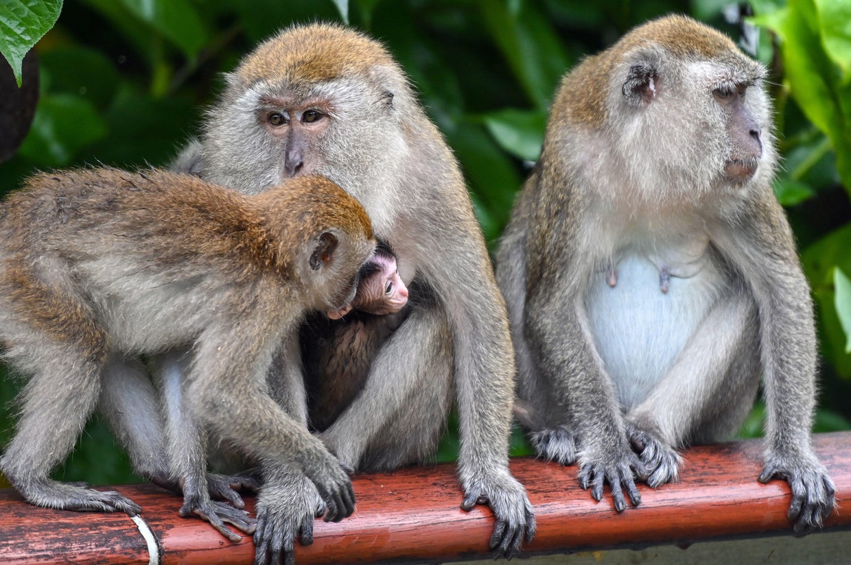 Feds charge 8 with smuggling endangered monkeys into U.S., including ...