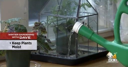 Winter gardening tips with Dave Epstein - CBS Boston