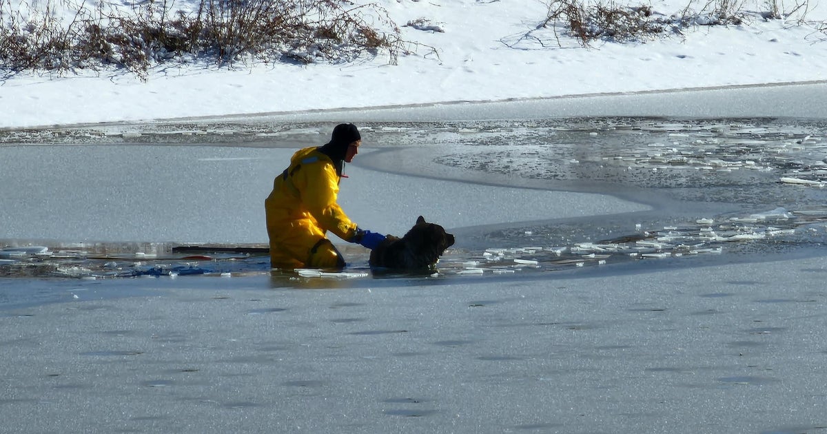 Dog stuck in ice rescued by Colorado rescue diver expected to be okay ...