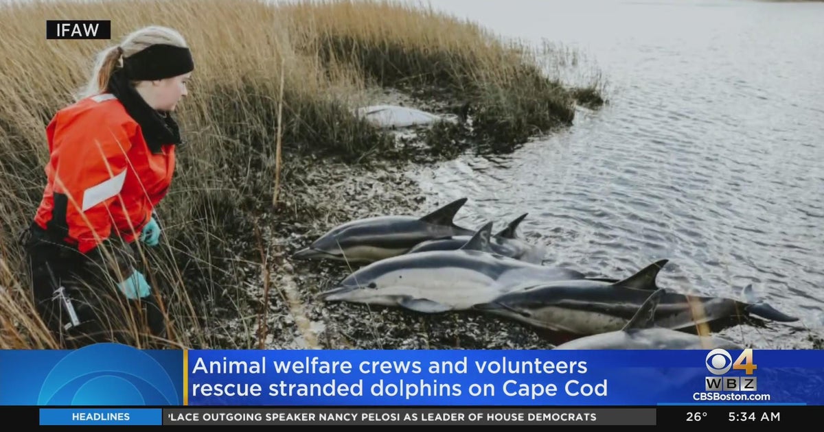 Stranded pod of dolphins rescued on Cape Cod - CBS Boston