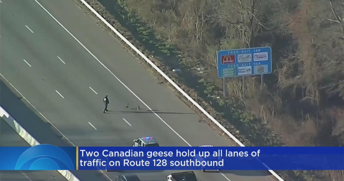 Two Canadian geese hold up Route 128 traffic during morning commute ...