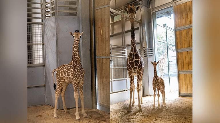 Double trouble: Two male giraffes born at Fort Worth Zoo - CBS Texas