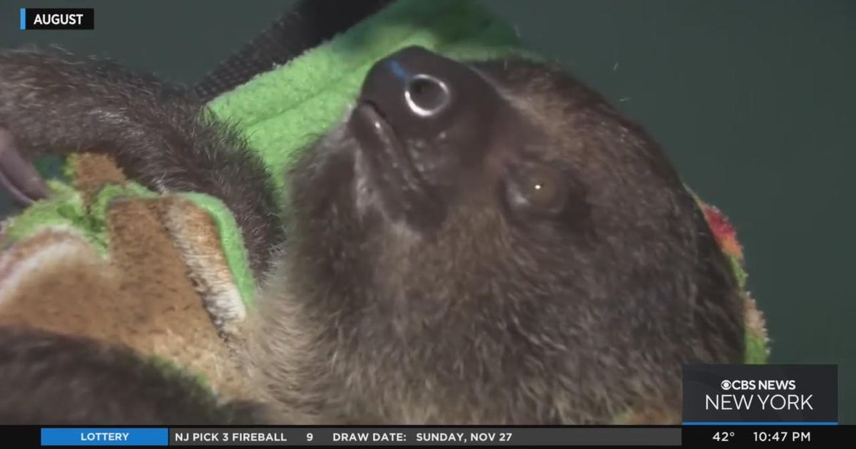 Already heated battle over sloths intensifies on Long Island - CBS New York