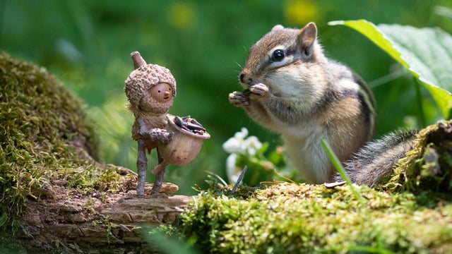 Becorns 2024 Wall Calendar: Forest Folk By David M Bird, 55% OFF