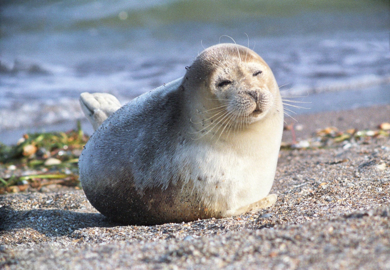 2,500 endangered seals found dead along Caspian Sea coast in Russia ...