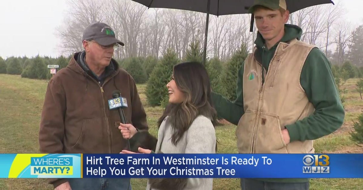 Where's Amy? At Hirt Tree Farm in Westminster for their Christmas trees ...