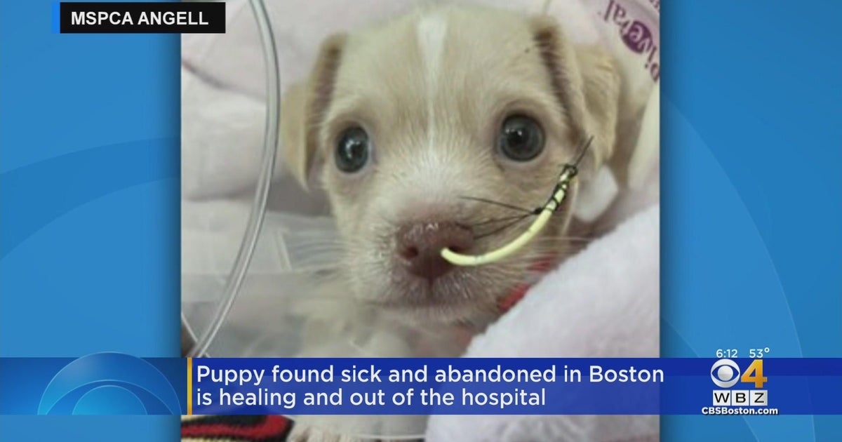 'Tuesday' the puppy on the mend after week of critical care at MSPCA ...