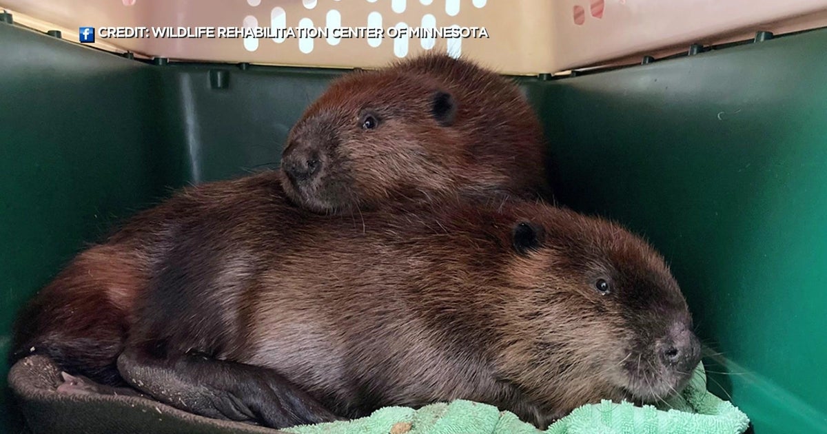 Wildlife Rehabilitation Center takes in 3 beavers in 1 day - CBS Minnesota
