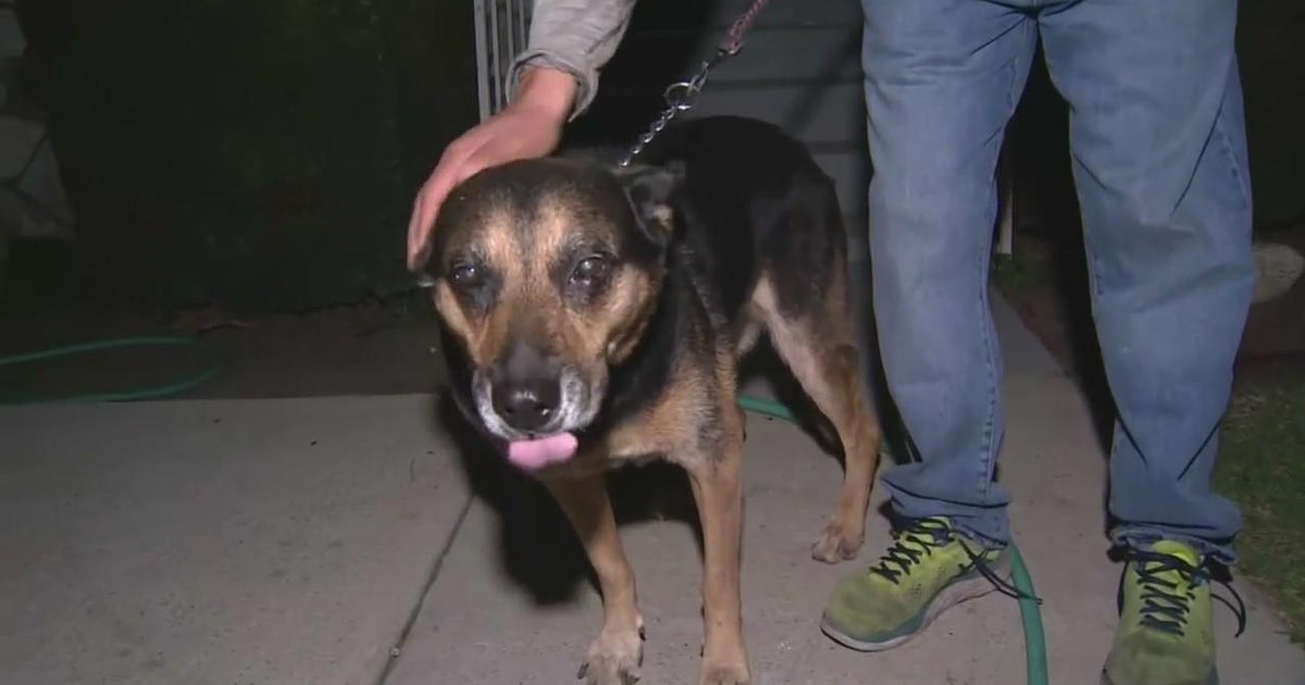 Rescued Compton dog Maya is in good health - CBS Los Angeles