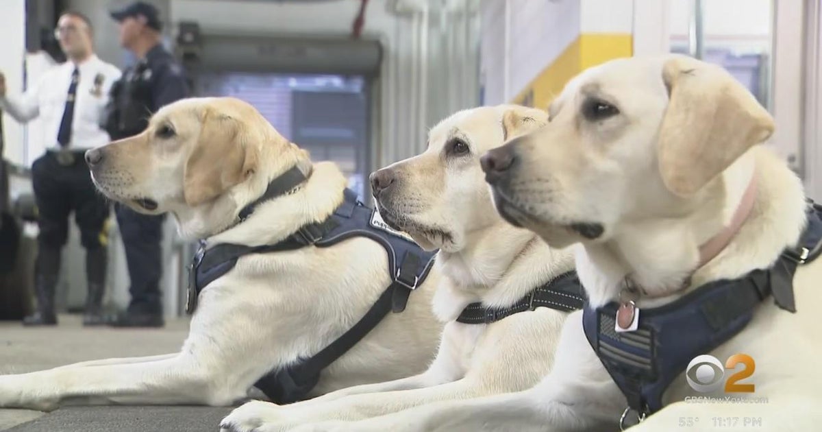 NYC Police Foundation releases annual K-9 and friends calendar - CBS ...