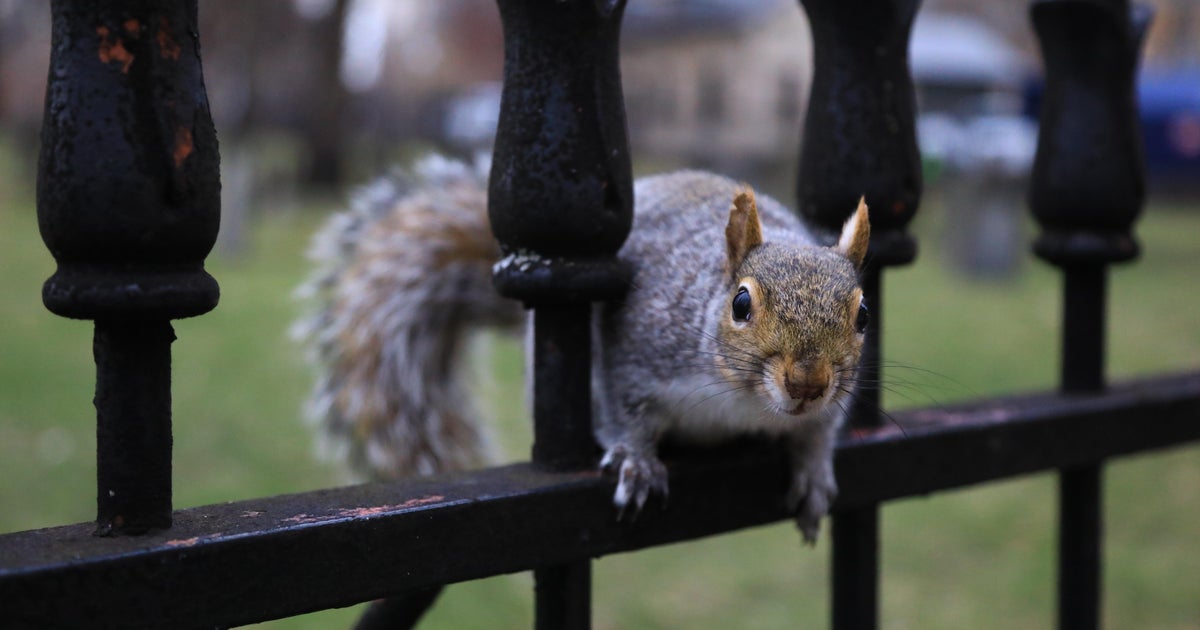 Squirrel shooter arrested after bullet breaks child's window - CBS ...