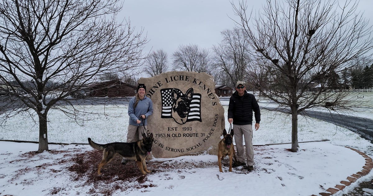 Windsor police add K9 unit to department - CBS Colorado