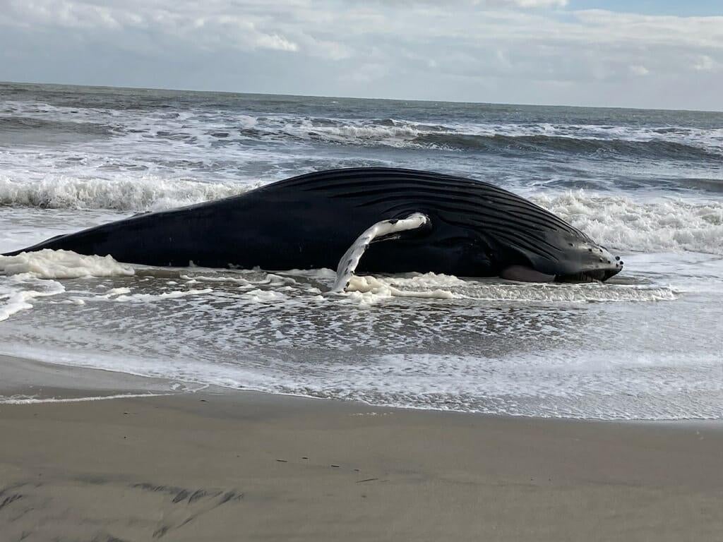 30-foot dead humpback whale washed ashore in Cape May County - CBS ...