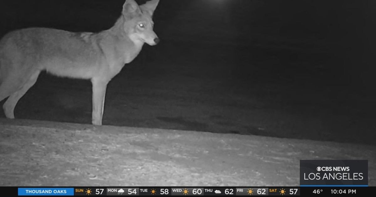 Coyotes kill three small dogs over weekend in San Fernando Valley - CBS ...