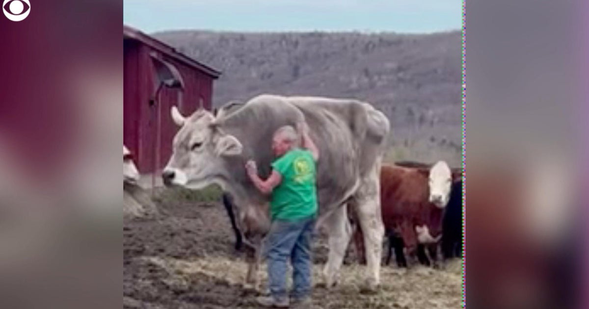 Farmers look tiny next to their gigantic ox - CBS News