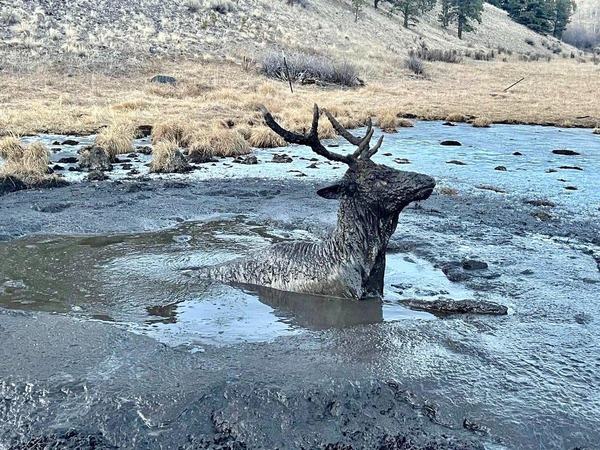 Colorado wildlife officers use ATV to rescue elk from mud pit - CBS ...