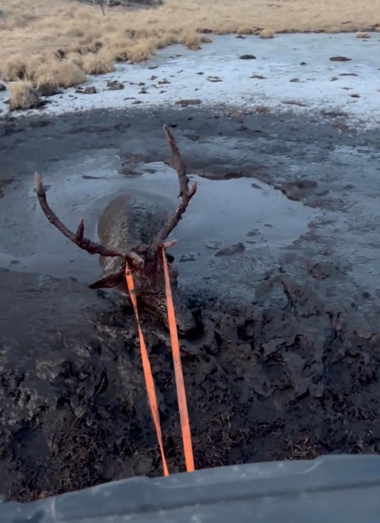 Colorado wildlife officers use ATV to rescue elk from mud pit - CBS ...
