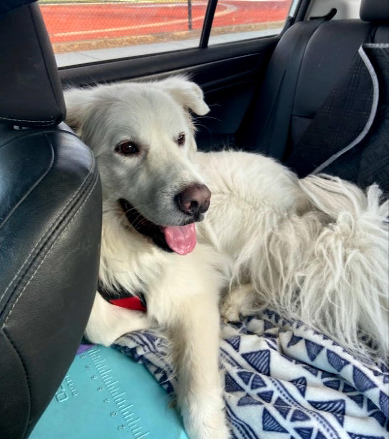 Dog lost in Texas found in Colorado 4 years later - CBS Colorado