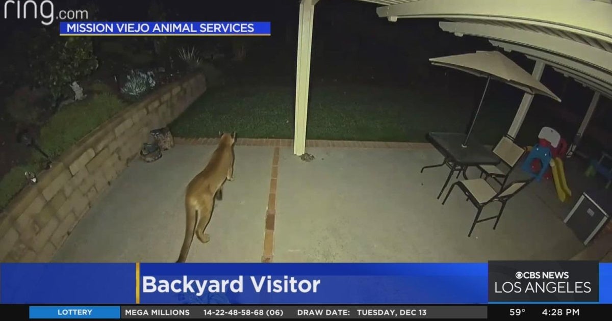Residents on high alert after mountain lion spotted prowling through ...