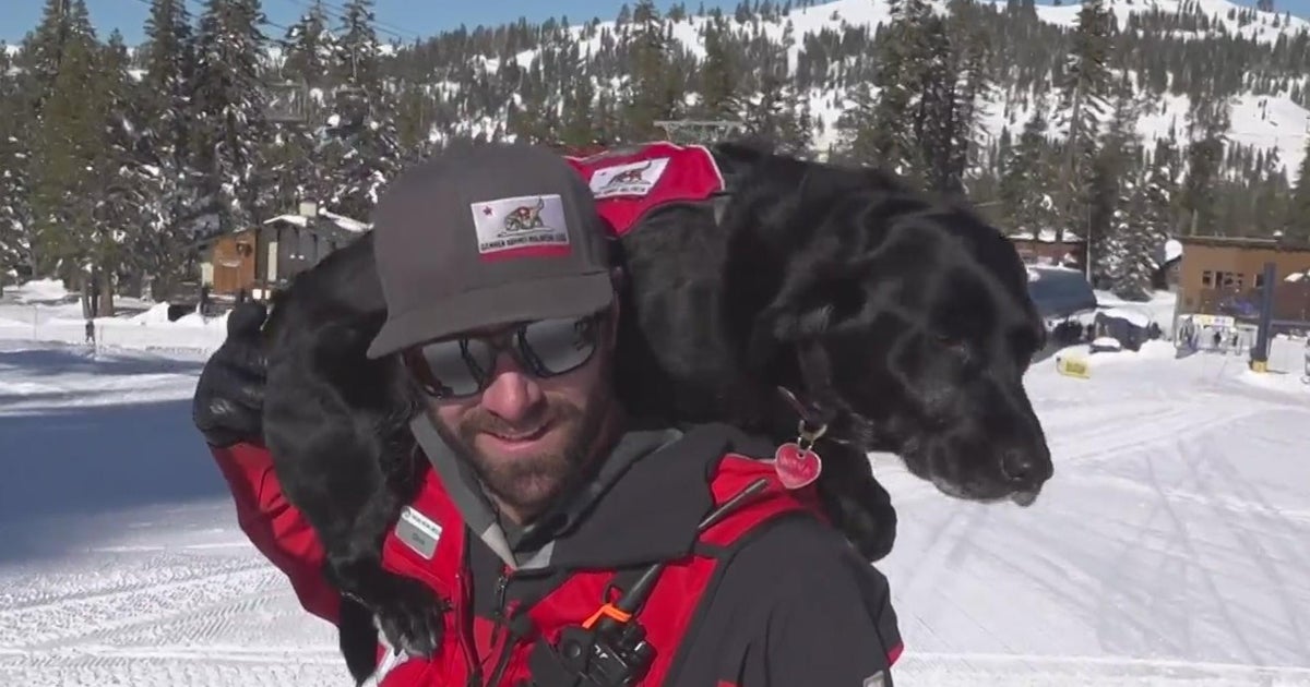 As skiers hit the backcountry slopes, so do the avalanche rescue dogs ...