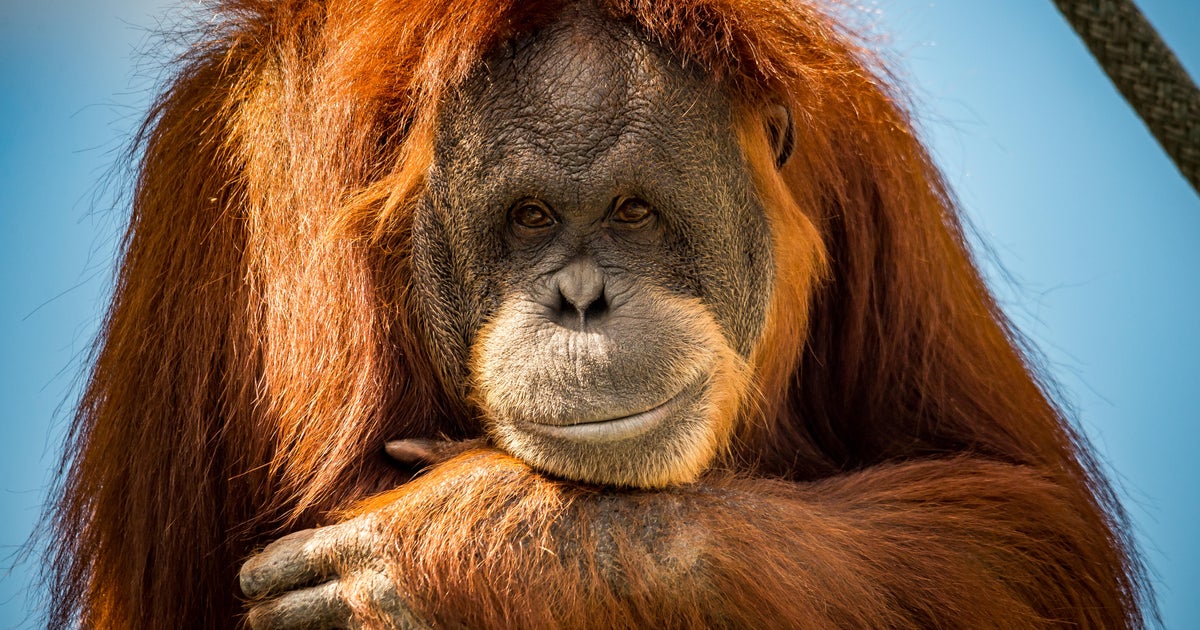 Como Zoo orangutan, Amanda, dies at 46 years old: "We lost a beautiful ...