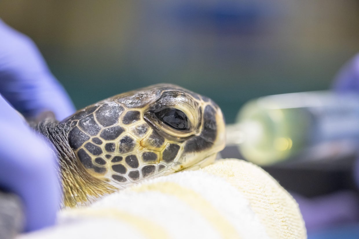 National Aquarium caring for 25 cold-stunned sea turtles from ...