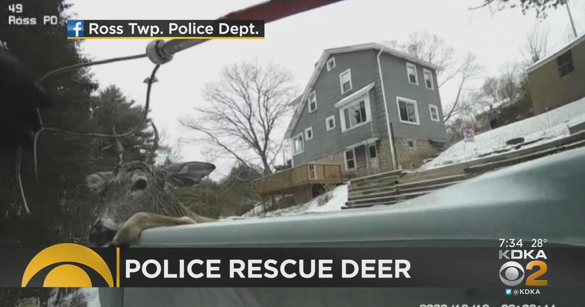Ross Twp. Police rescue deer in distress - CBS Pittsburgh