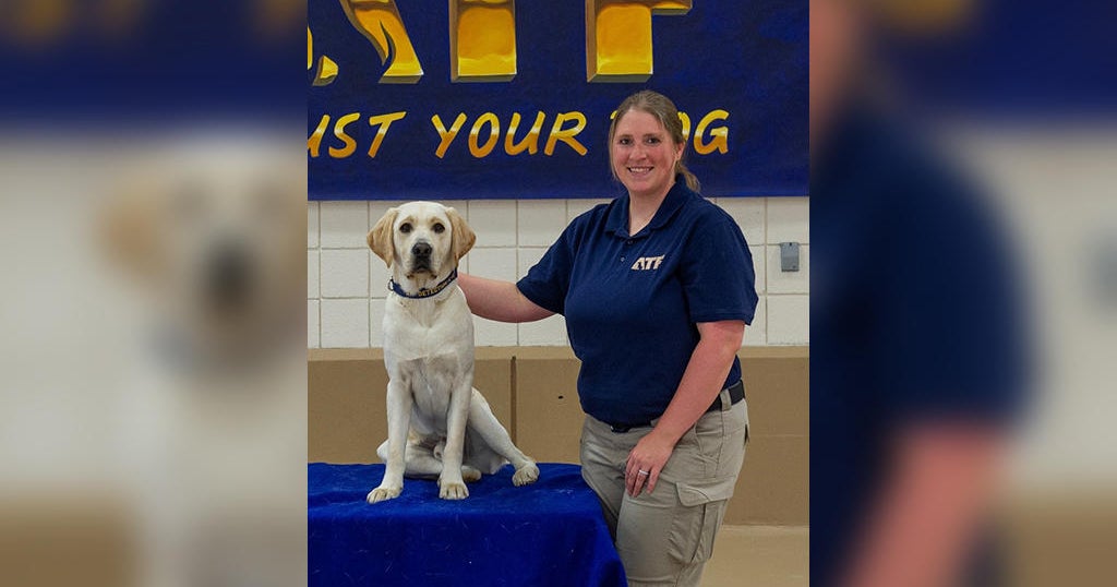 Allegheny County Fire Marshal's office announces new K-9, Pluto - CBS ...