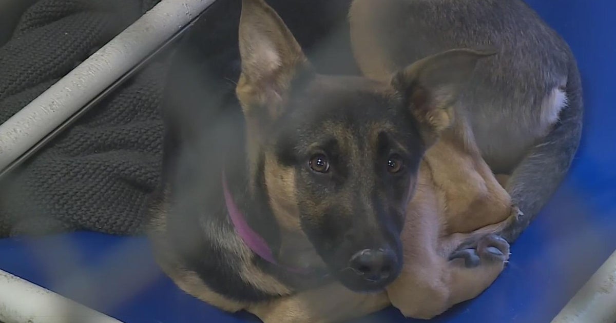 Dozens offer temporary homes for dogs as Front Street Shelter runs out ...