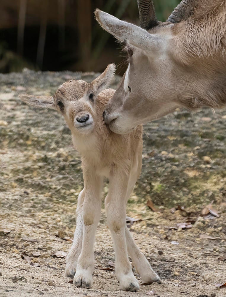 Critically endangered addax antelope calf makes debut at Zoo Miami ...
