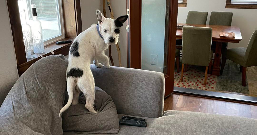 Dog seen being strangled at Wheat Ridge Walmart has new forever home ...