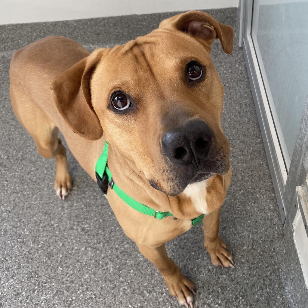PAWS Pet of the Week: Rocco - CBS Chicago