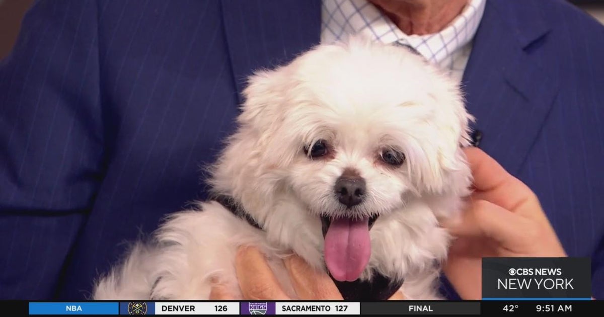 Furry Friend Finder: Harper - CBS New York