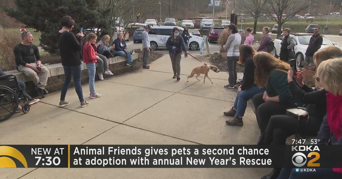 Animal Friends give pets a second chance at adoption with New Year's ...