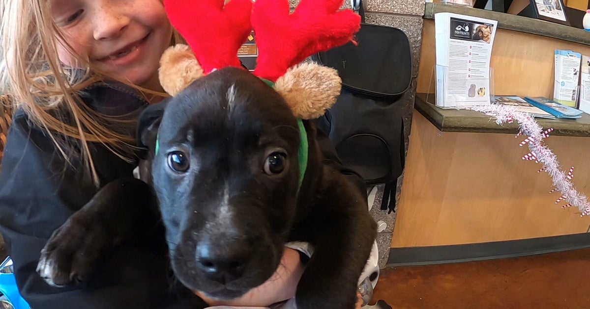 Animal shelters prepare for returned 'pet presents' - CBS Colorado