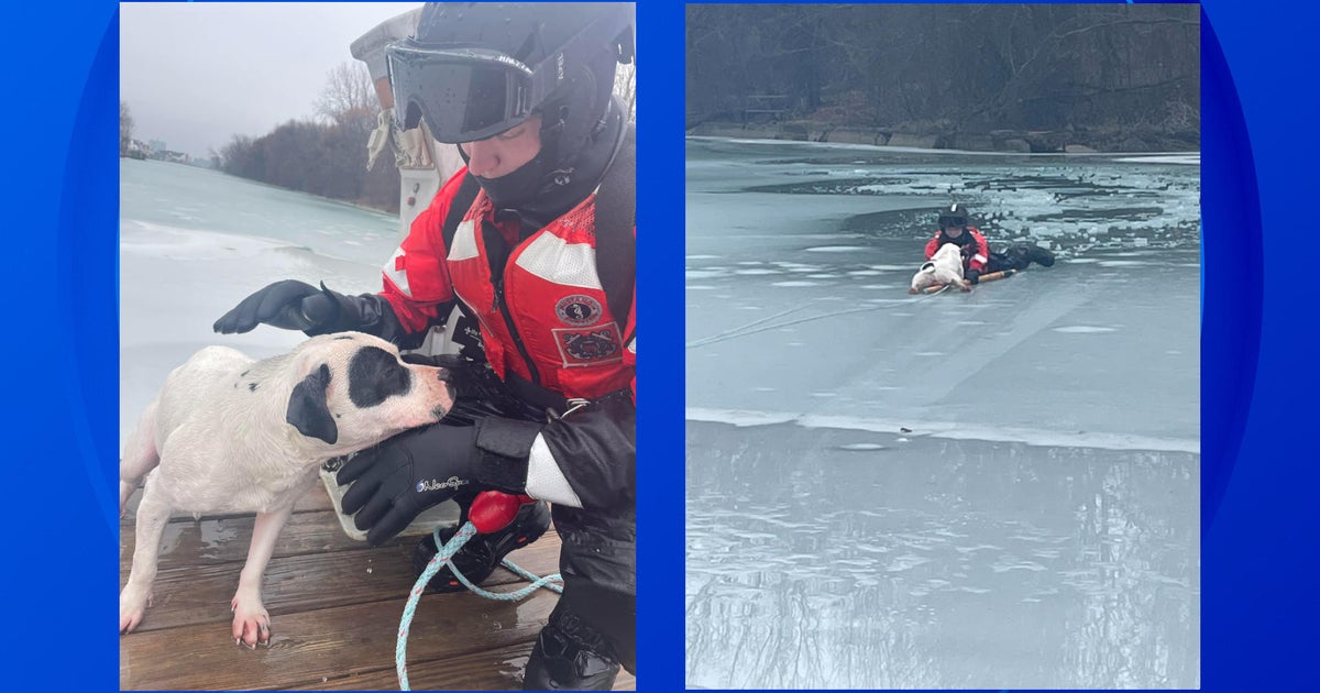 Coast Guard rescues dog from Detroit River - CBS Detroit