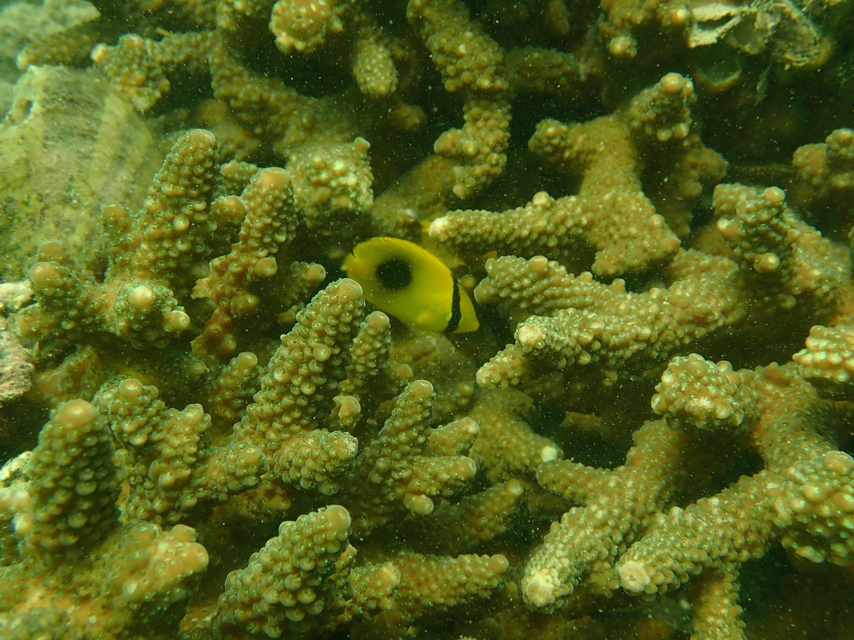 Coral bleaching causing "unnecessary" fish fights as animals seek food ...