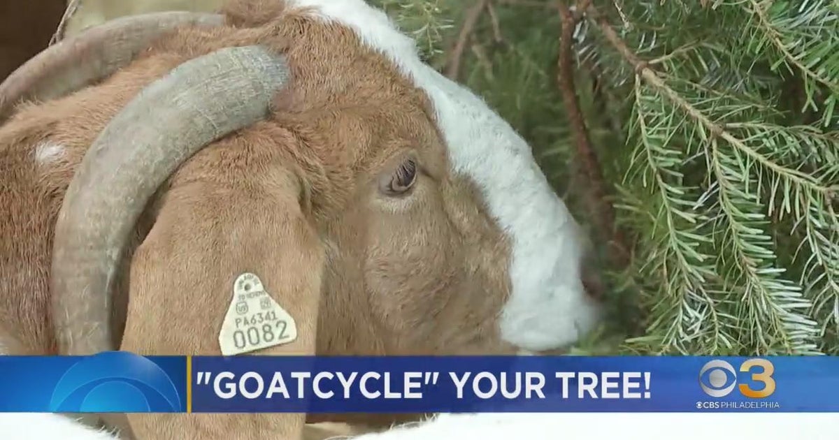 Christmas trees "a nice little treat" for these goats - CBS Philadelphia