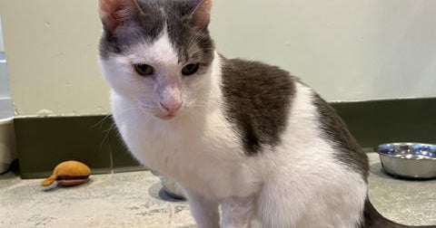 PAWS Pet of the Week: Rudy - CBS Chicago