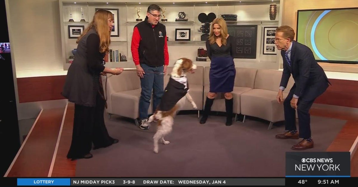 Dexter the dog teaches how to get back up - CBS New York