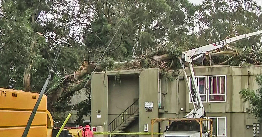 Large eucalyptus tree falls on Oakland apartment building - CBS San ...