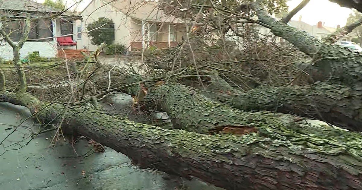Getting Answers: Why are efforts to clean up downed trees falling ...