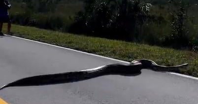 A 15-foot Burmese Python seen crossing road in Everglades National Park ...