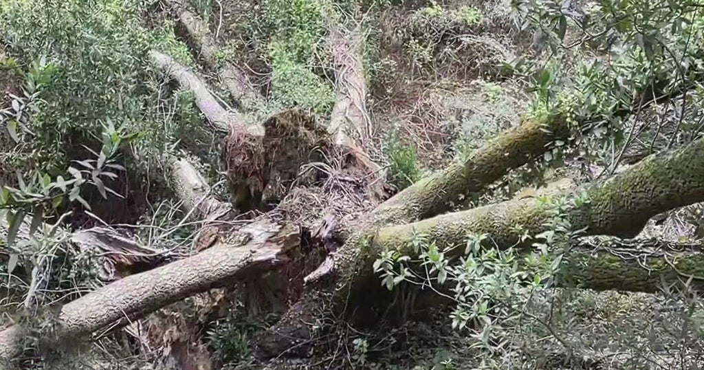 Arborist puzzled by condition of storm-downed trees in East Bay - CBS ...