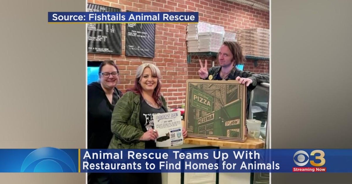 Animal rescue teams up with restaurants to find homes for animals - CBS ...