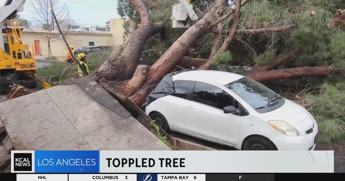 Downed trees destroy sidewalks, crush cars, damage homes throughout Los ...