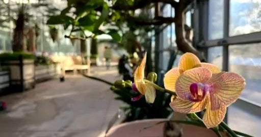 How you can enjoy the Orchid Showcase at Denver Botanic Gardens - CBS ...